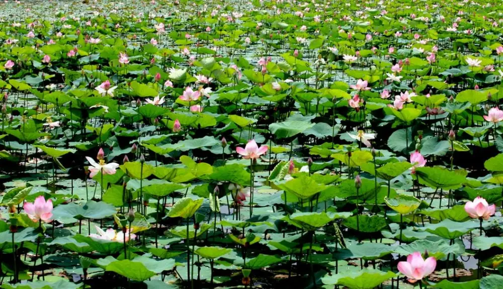Cẩm Nang Du Lịch Đồng Tháp: Khám Phá Vẻ Đẹp Xứ Sen Hồng